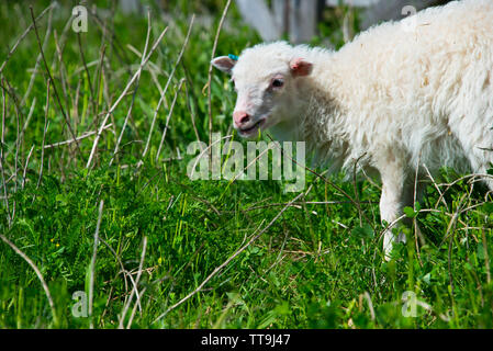 flock of skudde sheep. skudde are one of the oldest domesticated sheep ...
