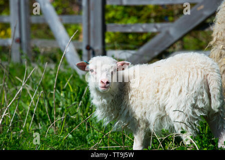 flock of skudde sheep. skudde are one of the oldest domesticated sheep ...