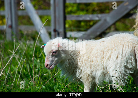 flock of skudde sheep. skudde are one of the oldest domesticated sheep ...