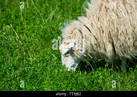 flock of skudde sheep. skudde are one of the oldest domesticated sheep ...