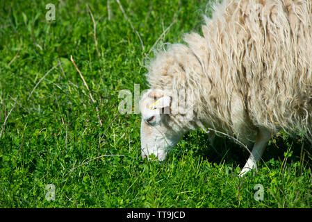 flock of skudde sheep. skudde are one of the oldest domesticated sheep ...