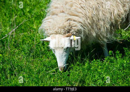 flock of skudde sheep. skudde are one of the oldest domesticated sheep ...
