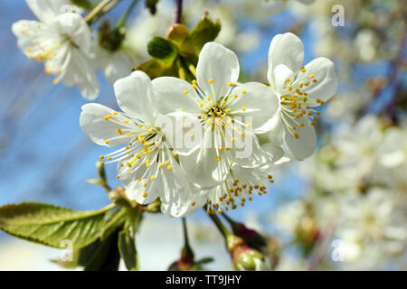 Blooming cherry tree twigs in spring on blue sky background Stock Photo ...