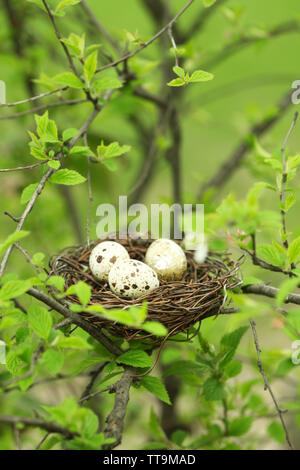 Wicker nest with eggs over green tree background Stock Photo - Alamy