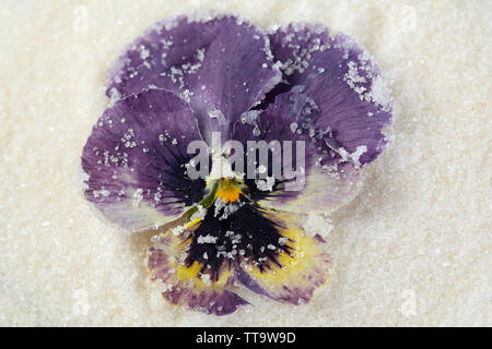 Candied sugared violet flowers, close-up Stock Photo - Alamy