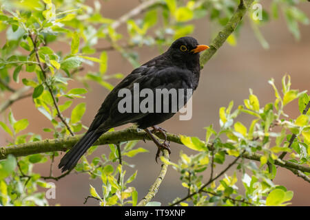 A closeup of a beautiful Common blackbird on a branch with blurred ...