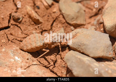 Desert mantis (Eremiaphila Stock Photo - Alamy