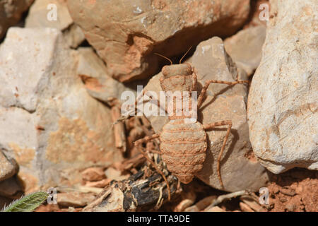 Desert mantis in the desert (Eremiaphila brunneri Stock Photo - Alamy