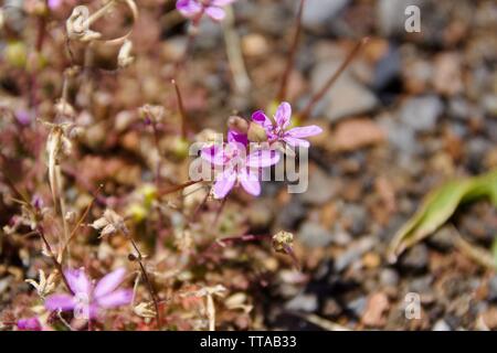 common stork's-bill, red-stemmed filaree, pin clover (Erodium ...