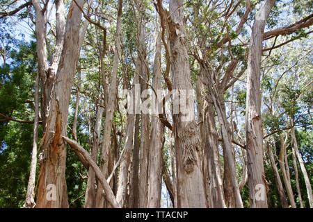 Eucalyptus obliqua, commonly known as brown top stringbark, messmate ...