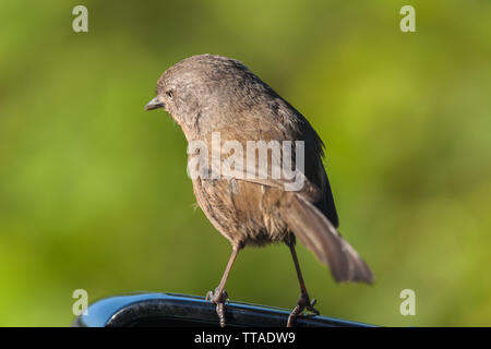 Wrentit (Chamaea fasciata) perches on the car rear mirror, Point Reyes ...