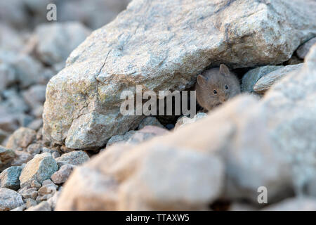 Olive grass mouse or Olive akodont, (Abrothrix olivaceus Stock Photo ...