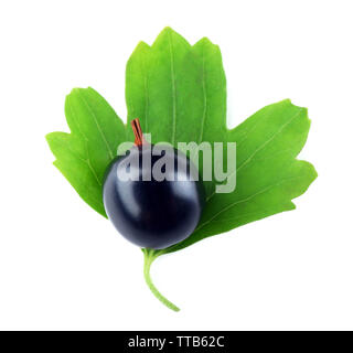 Wild black currant with green leaves isolated on white Stock Photo - Alamy