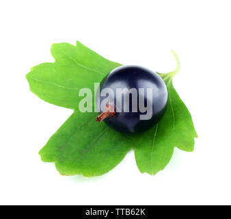 Wild black currant with green leaves close up Stock Photo - Alamy