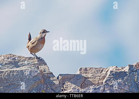 Moustached turca (Pteroptochos megapodius Stock Photo - Alamy