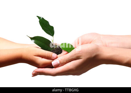Female and child handfuls with soil and small green plant isolated on ...