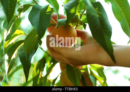 Female hand picking peach from tree Stock Photo - Alamy