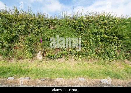 Pembrokeshire hedge hedgerow hedgebank (hedge bank), a traditional ...
