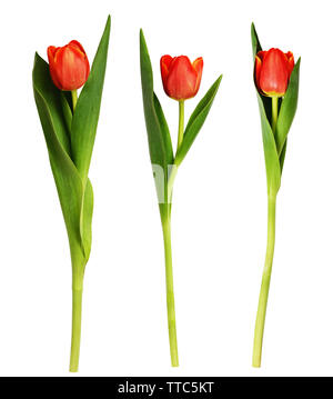 three red Tulip flowers isolated on a classic blue color background ...