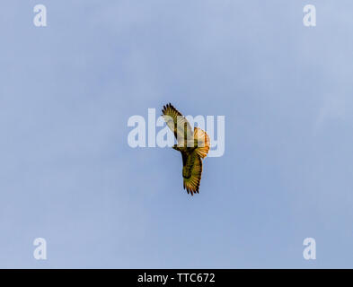 Buzzard soaring in a blue sky Stock Photo - Alamy