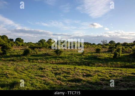 Knepp Wildland Estate in summer Stock Photo - Alamy