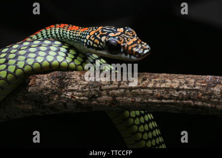 Beautiful Paradise Flying Snake Stock Photo - Alamy