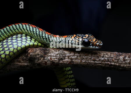 Paradise tree snake or Paradise flying snake (Chrysopelea paradisi ...