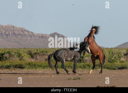 Wild Horse Stallions Sparring in the Utah Desert Stock Photo - Alamy