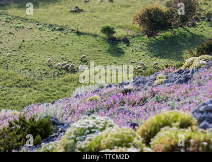 Sheep on the Island of Pag, Croatia Stock Photo - Alamy