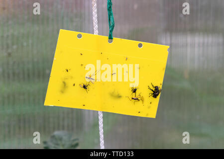 Sticky plate for catching harmful insects Stock Photo - Alamy