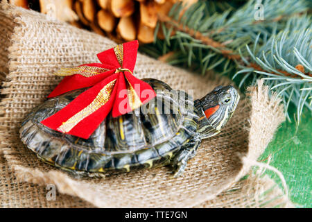 Turtle with red bow on sacking background, close up Stock Photo - Alamy