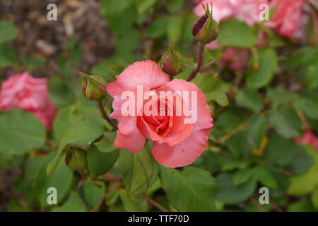 Close-up of a light pink rose in bloom with two small buds. Great for ...