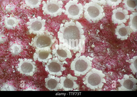 Parasitic plant fungus Puccinia microscope slide Stock Photo - Alamy