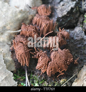 Stemonitis axifera, commonly known as the chocolate tube slime mold ...