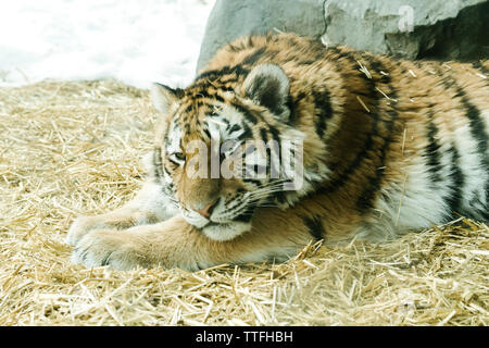Side view of captive tiger cub head and shoulder Stock Photo - Alamy
