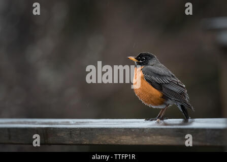 Robin redbreast sitting on a wooden railing in the rain Stock Photo - Alamy