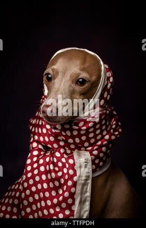 Italian Greyhound dog with Arabian Hijab. In studio with dark ...