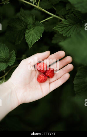 Woman a gardener is picking up a strawberry from a garden bed Stock ...