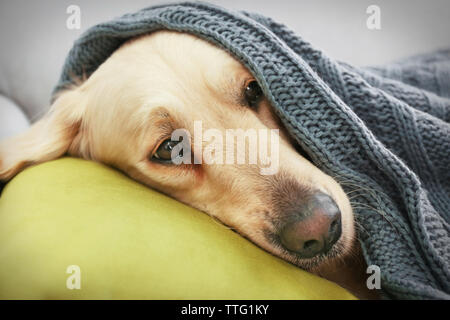 Golden retriever lying under the blanket on a sofa at home Stock Photo ...