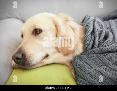 Golden retriever lying under the blanket on a sofa at home Stock Photo ...