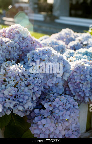 Close up of fresh hydrangea outdoors Stock Photo - Alamy