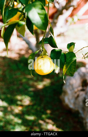 summer tree Stock Photo - Alamy