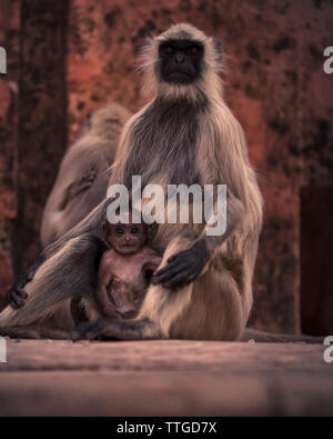 Mommy and baby monkey Stock Photo - Alamy