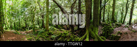 Puzzlewood an ancient Yew and geological scowle forest in the Forest of ...