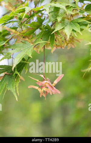 Maple seed pods - closeup Stock Photo - Alamy