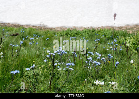 Green pasture in mountains during summer as nature background Stock ...
