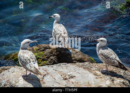 Seagulls is found on the shore of the sea Stock Photo - Alamy