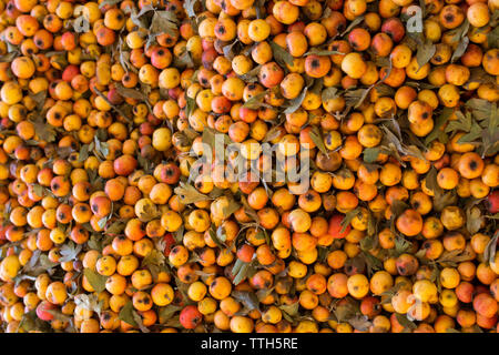 Azarole, mediterranean medlar picked up and sold in market Stock Photo ...