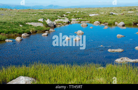 Wild grass by the pond on highland in Artvin in Turkey Stock Photo - Alamy