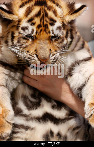 Female hands holding baby tiger, close up Stock Photo - Alamy